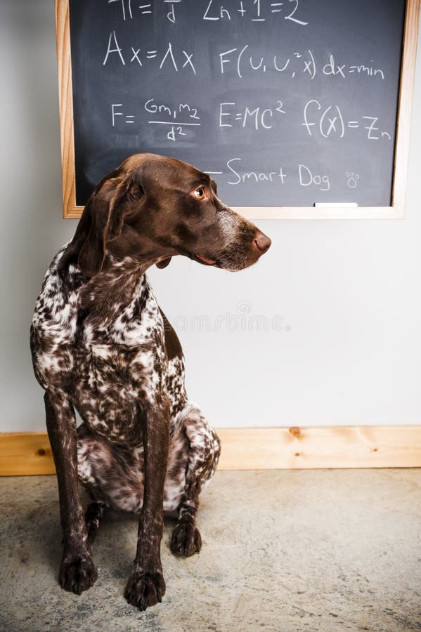 Smart dog stock photo. Image of equations, calculus, smart - 18996432