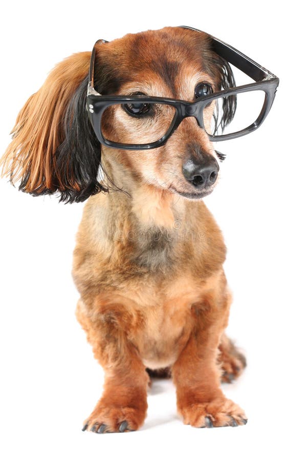 Smart dog. stock image. Image of miniature, dachshund - 2503953
