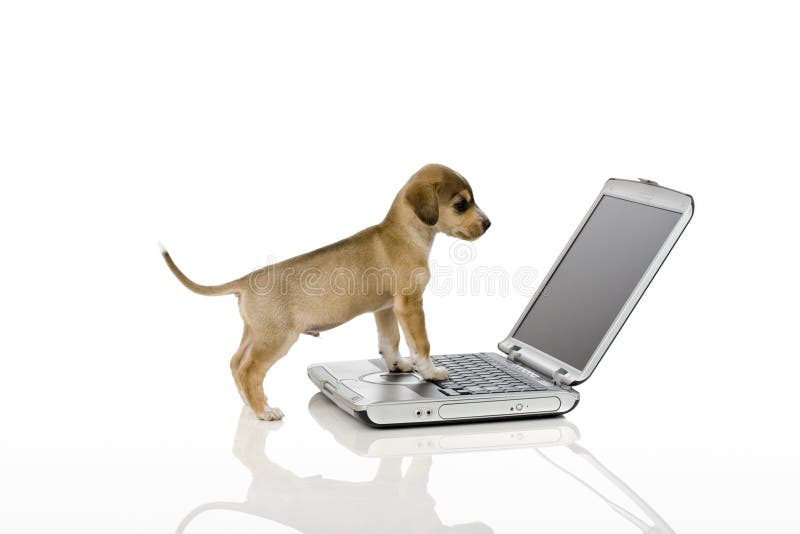 Dog Using a Laptop Computer Isolated on White Stock Photo - Image of ...