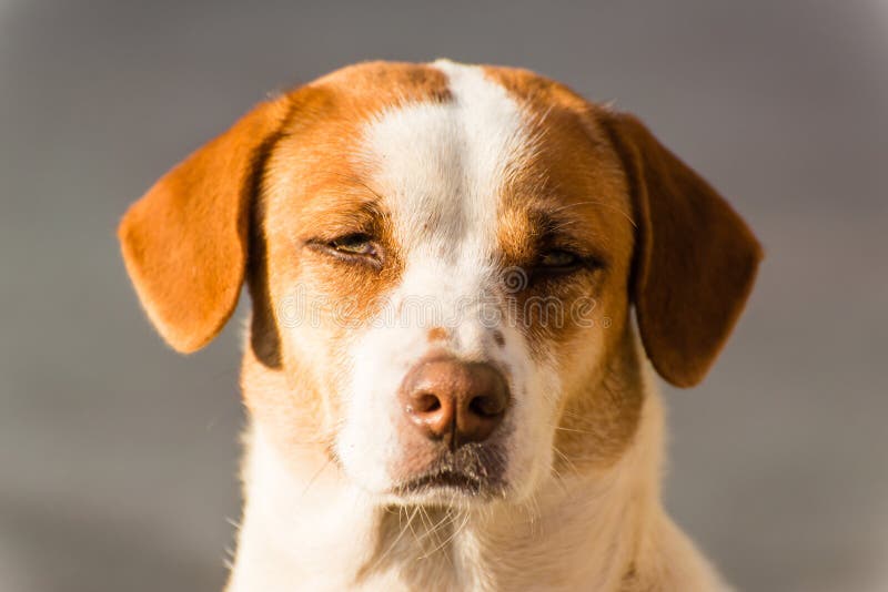 Smart dog stock photo. Image of cute, friendly, sunshine - 55469764