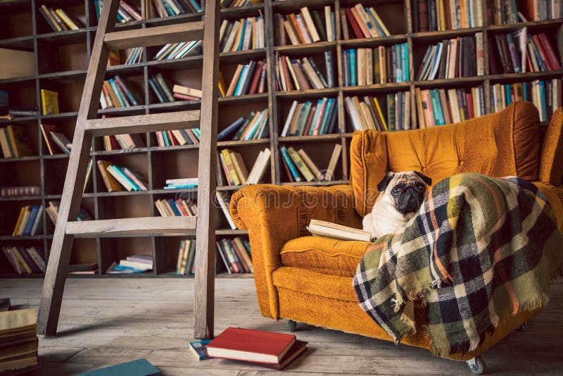 Smart Dog in Library Chair. Stock Photo - Image of doggy, nice: 109250574