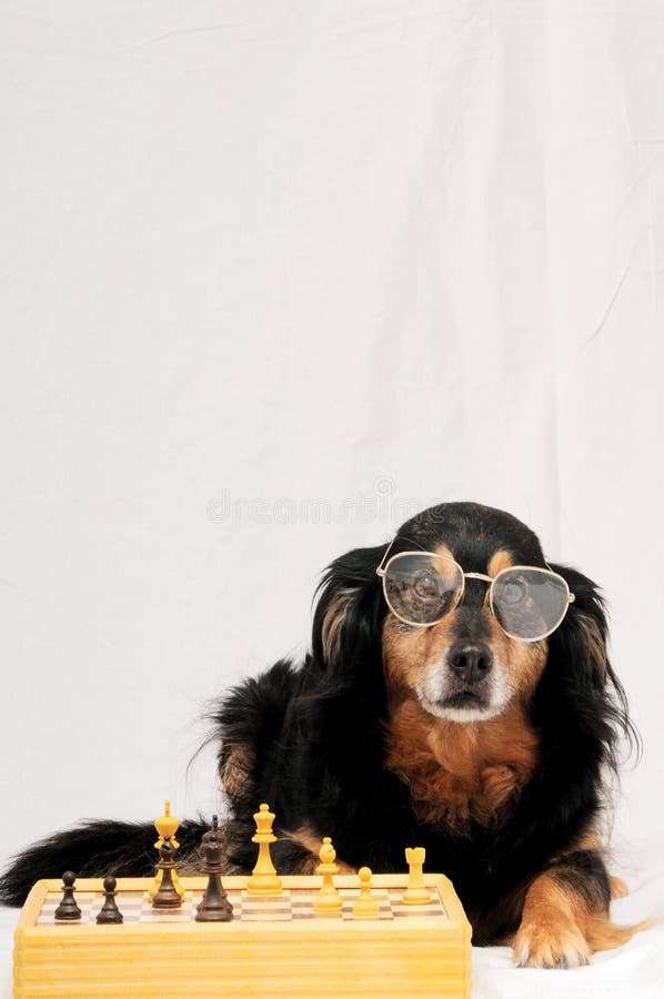 Smart Dog Playing Chess stock image. Image of furry - 230146891