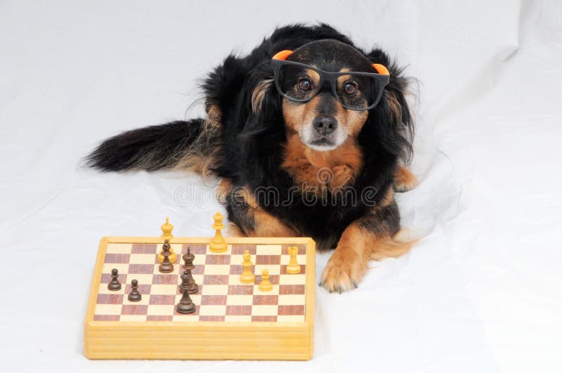 Smart Dog Playing Chess stock image. Image of determined - 33989051