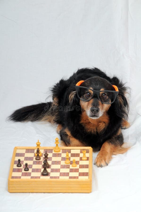 Smart Dog Playing Chess stock photo. Image of determined - 33608998