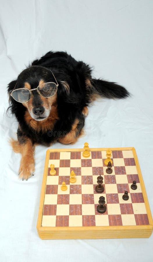 Smart Dog Playing Chess stock image. Image of intelligent - 245384159
