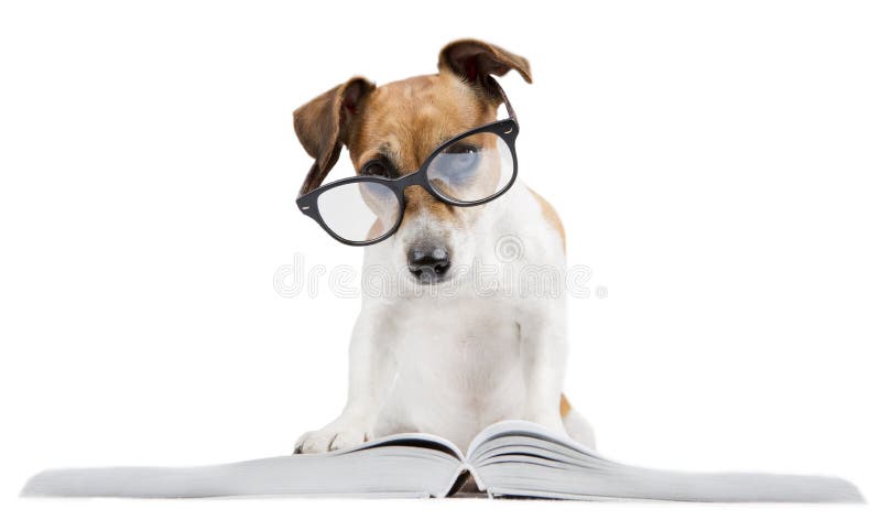 Dog reading a book stock photo. Image of journal, book - 23515828