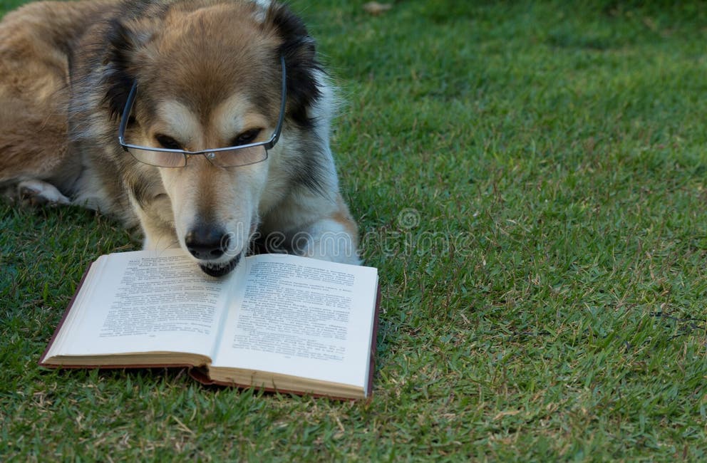 Smart dog reading a book stock image. Image of seminar - 103335085
