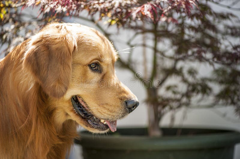 Dog Ashamed Labrador Stock Photos - Free & Royalty-Free Stock Photos ...