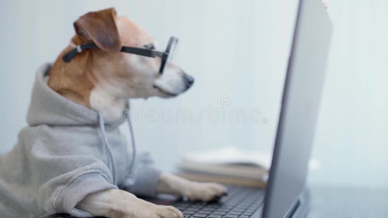 Dog Stock Footage & Videos - 166,567 Stock Videos