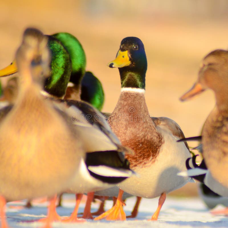Smart duck on ice stock image. Image of mallard, beak - 252539475