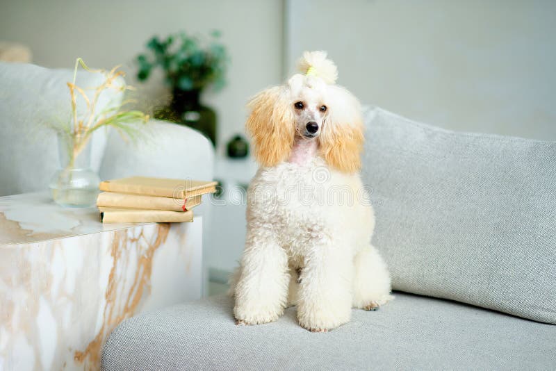 A Smart Dwarf Poodle Next To Books on a Table in a Beautiful Living ...