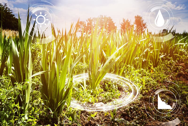 Smart E Farming Digital Technology Stock Photo - Image of natural ...