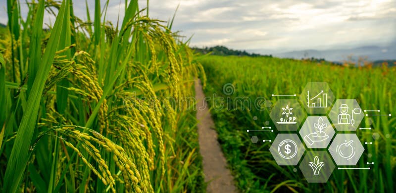 Smart Farm Advanced Technology for Enhanced Productivity and Quality in ...