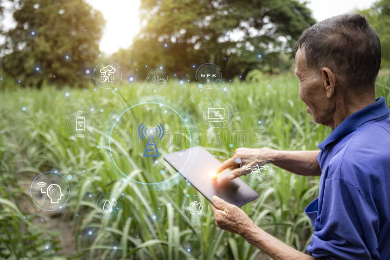 Smart Farm, Asian Senior Farmer Using Tablet Stock Image - Image of ...