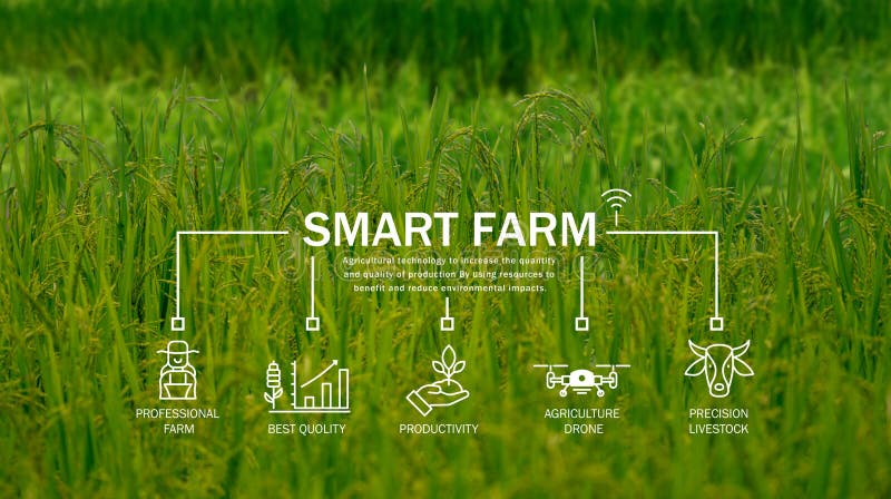 Smart Farm Technology Meets Agricultural Expertise Precision Livestock