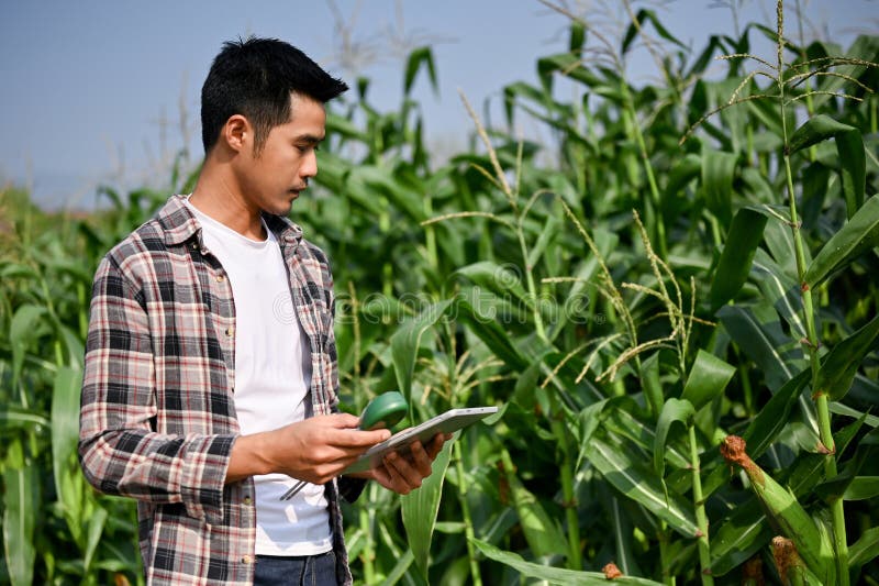 Smart Farm Worker Using Digital Tablet To Keep Up the Process in Corn ...