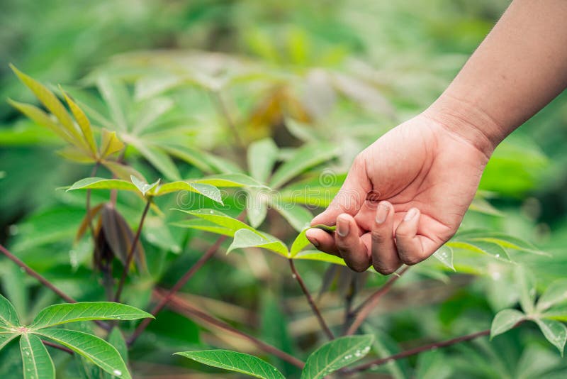 Smart Farmer Checking Crop Integrity and Maintenance Planning for Good ...