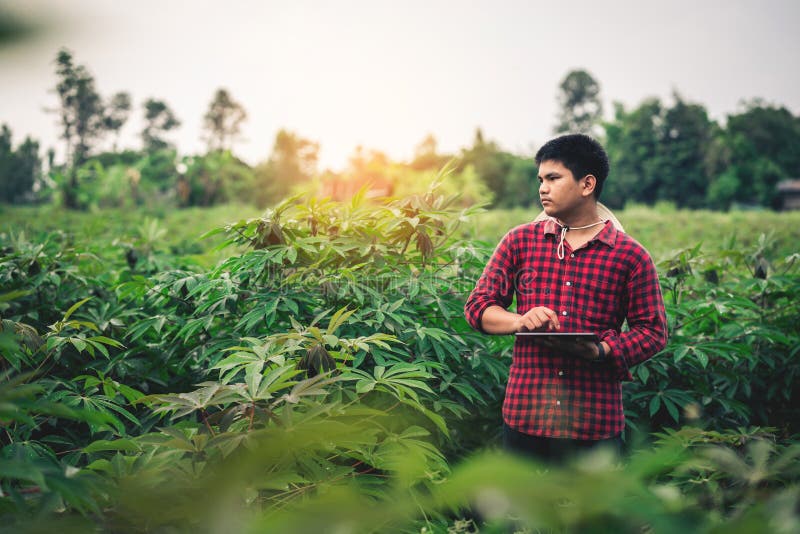 Smart Farmer Checking Crop Integrity and Maintenance Planning for Good ...