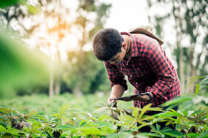 Smart Farmer Checking Crop Integrity and Maintenance Planning for Good ...