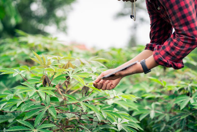 Smart Farmer Checking Crop Integrity and Maintenance Planning for Good ...