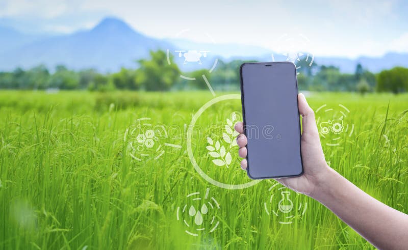 Smart Farmer Concept Using Smartphone in Rice Field and Visual Icon ...