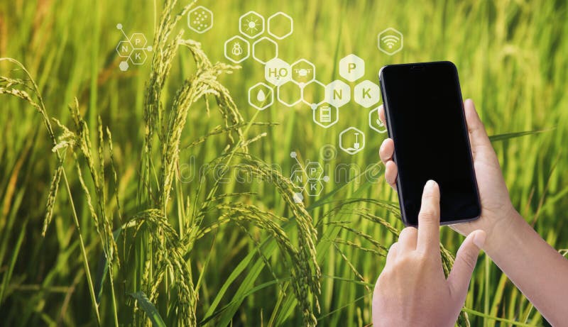 Smart Farmer Concept Using Smartphone in Rice Field and Visual Icon ...