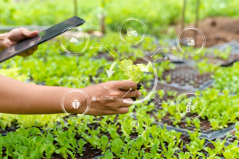 Smart Farmer Using Application by Smartphone Concepts Modern ...