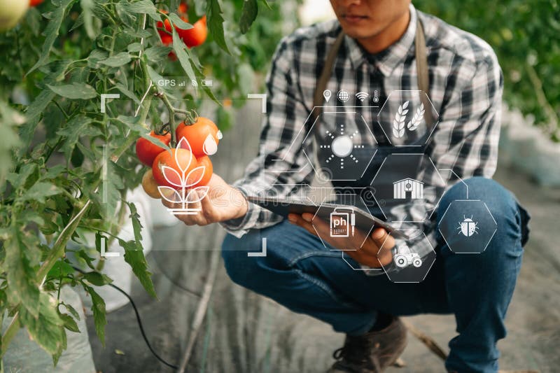 Smart Farmer Using Application by Tablet Concepts Modern Vegetables and ...