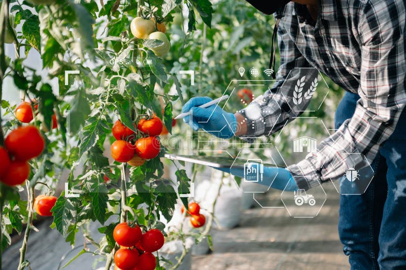 Smart Farmer Using Application by Tablet Concepts Vegetables and Tomato ...