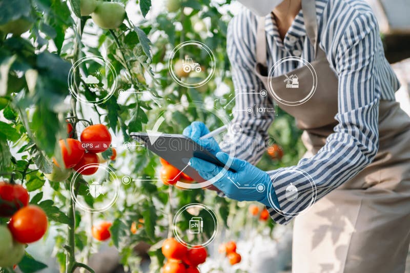 Smart Farmer Using Application by Tablet Concepts Vegetables and Tomato ...