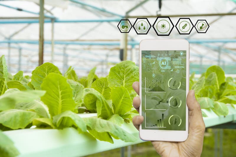 Smart Farmer Using Smartphone,farm Background,concept Agriculture ...