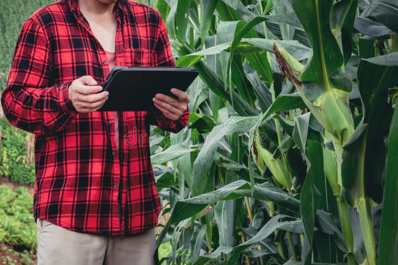 Smart Farmer Using Technology App in Tablet for Checking Grow Analysis ...