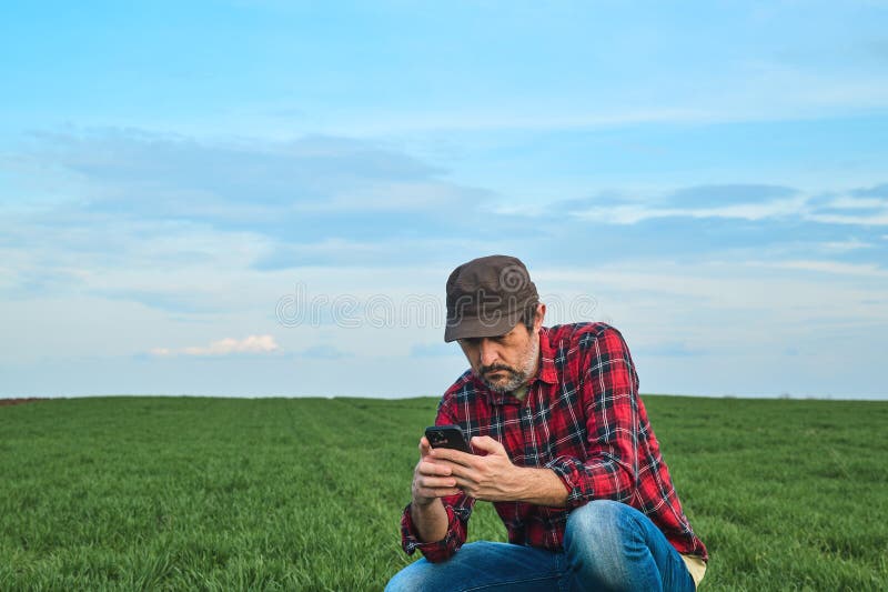Smart Farming, Farm Worker Using Smartphone in Cultivated Wheat Field ...
