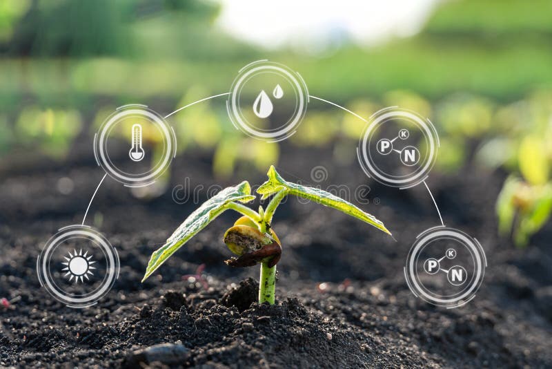Smart Farming with IoT,Growing Corn Seedling with Infographics Stock ... Smart Farming with IoT,Growing Corn Seedling with Infographics Stock ...