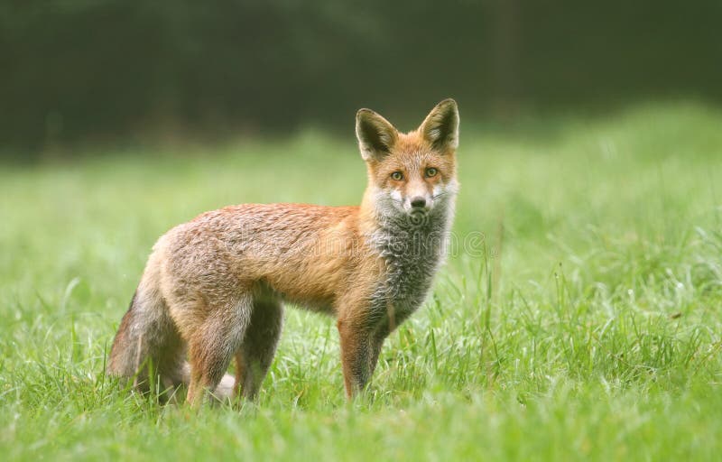 Smart fox stock photo. Image of hunter, habitat, mammal - 45905034