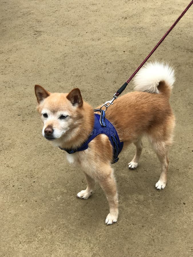 Are Shiba Inus Friendly