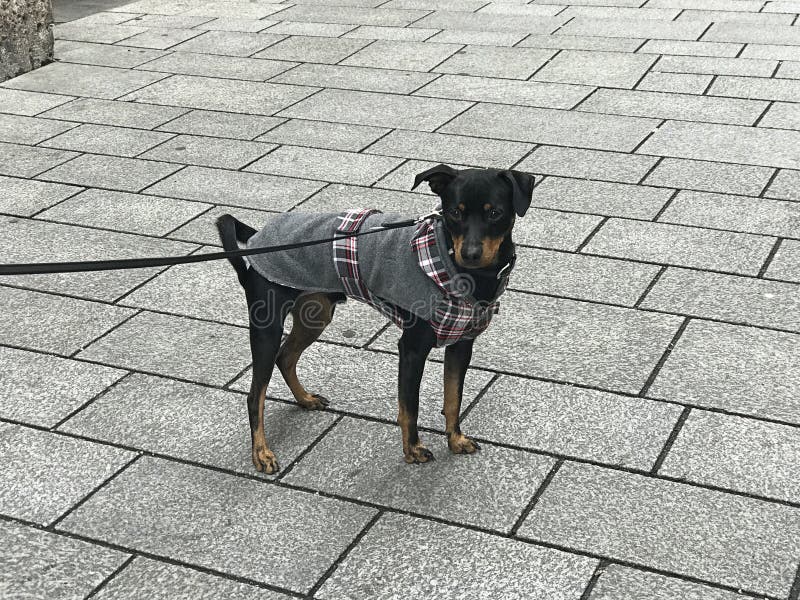 A Smart German Pinscher Dog. Stock Image - Image of agility, docile ...