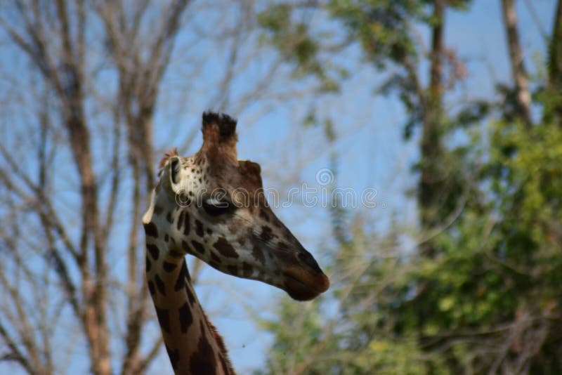 114 Smart Giraffe Stock Photos - Free & Royalty-Free Stock Photos from ...