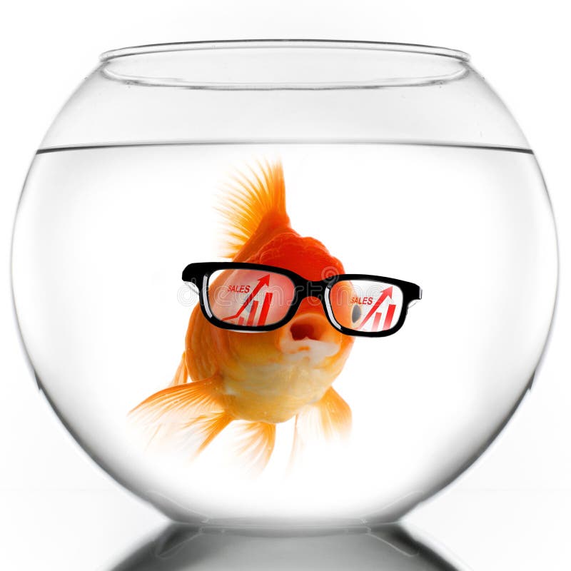 Smart Gold fish stock image. Image of goldfish, graph - 52623267