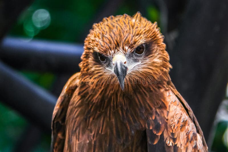 Hawk Thinking Stock Photos - Free & Royalty-Free Stock Photos from ...