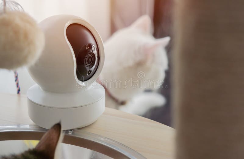 Smart House CCTV Security Camera Setting on the Cat Tower with Cats at ...
