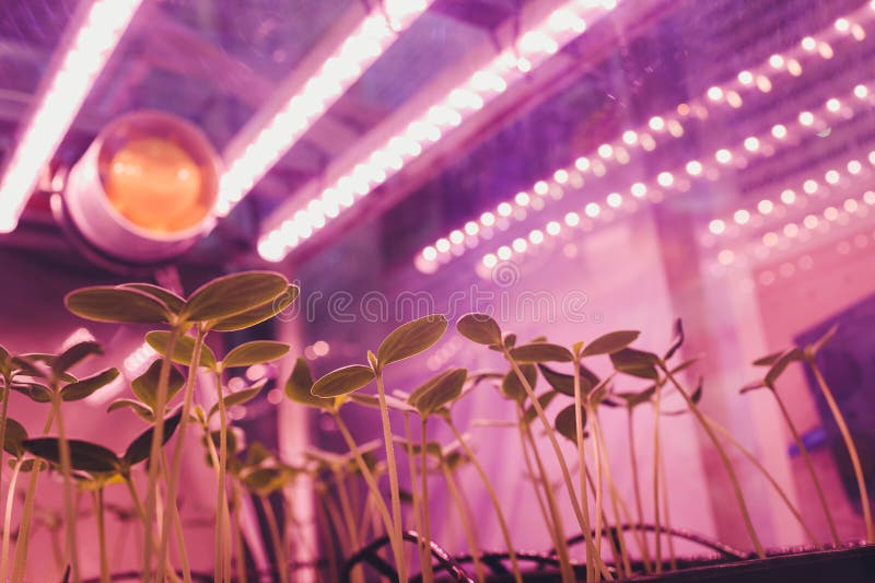 Smart Indoor Farm and Photoperiodism Concept. Selective Focus on ...