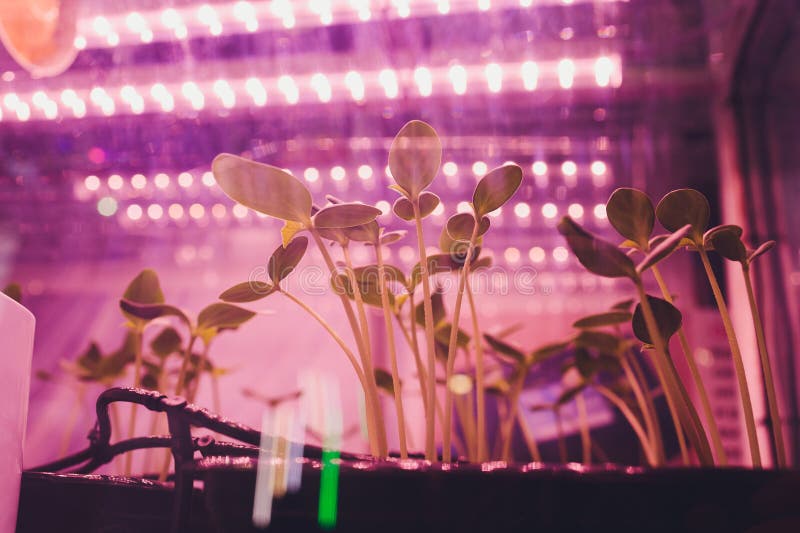 Smart Indoor Farm and Photoperiodism Concept. Selective Focus on ...