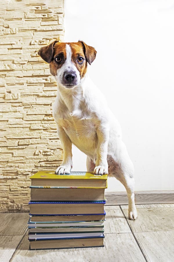 Smart Jack Russell Terrier Stands on a Stack of Thick Textbooks Books ...
