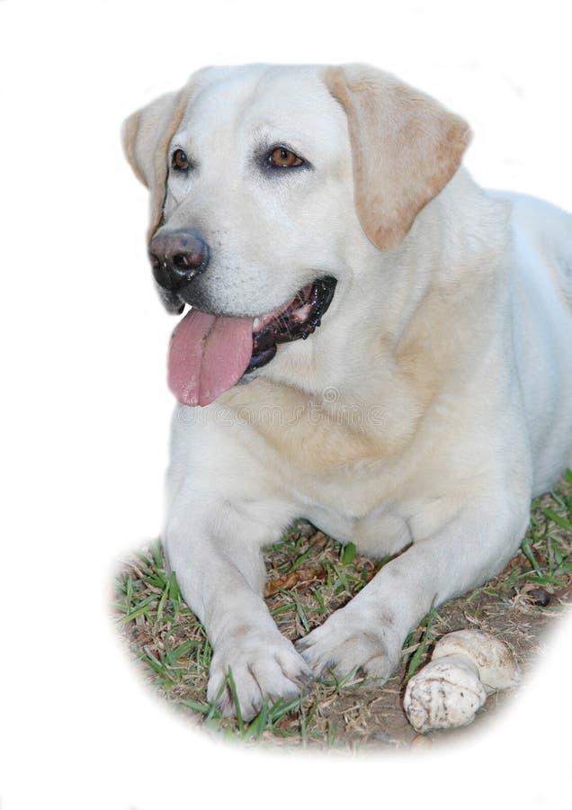Smart Labrador with His Bone Stock Image - Image of domestic, breed: 787153