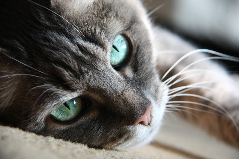 Smart look green-eyed cat stock image. Image of green - 44588841