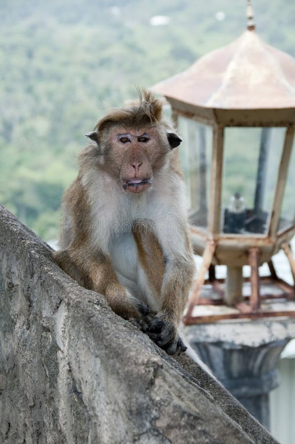 Smart look portrait stock image. Image of scratch, calm - 19679167
