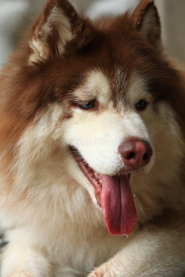 Male Alaskan Malamute Dog Breed Stock Photo - Image of furry, head ...