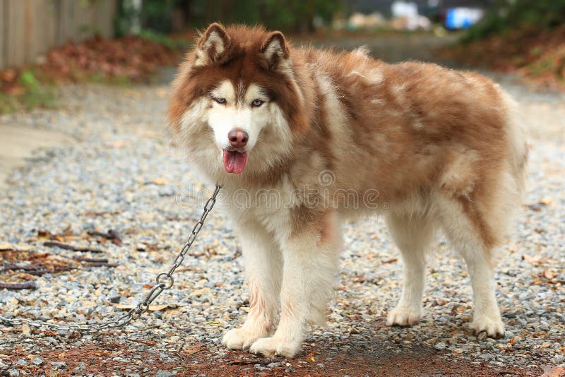 Male Alaskan Malamute Dog Breed Stock Image - Image of mammal, nature ...