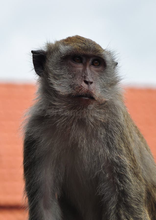 Smart Monkey stock image. Image of langkawi, monkey, still - 20598827